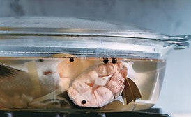 Poached Sockeye Salmon with Mustard Herb Sauce